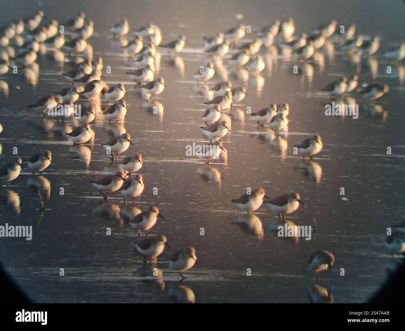 Western Sandpiper (Calidris mauri Stock Photo - Alamy