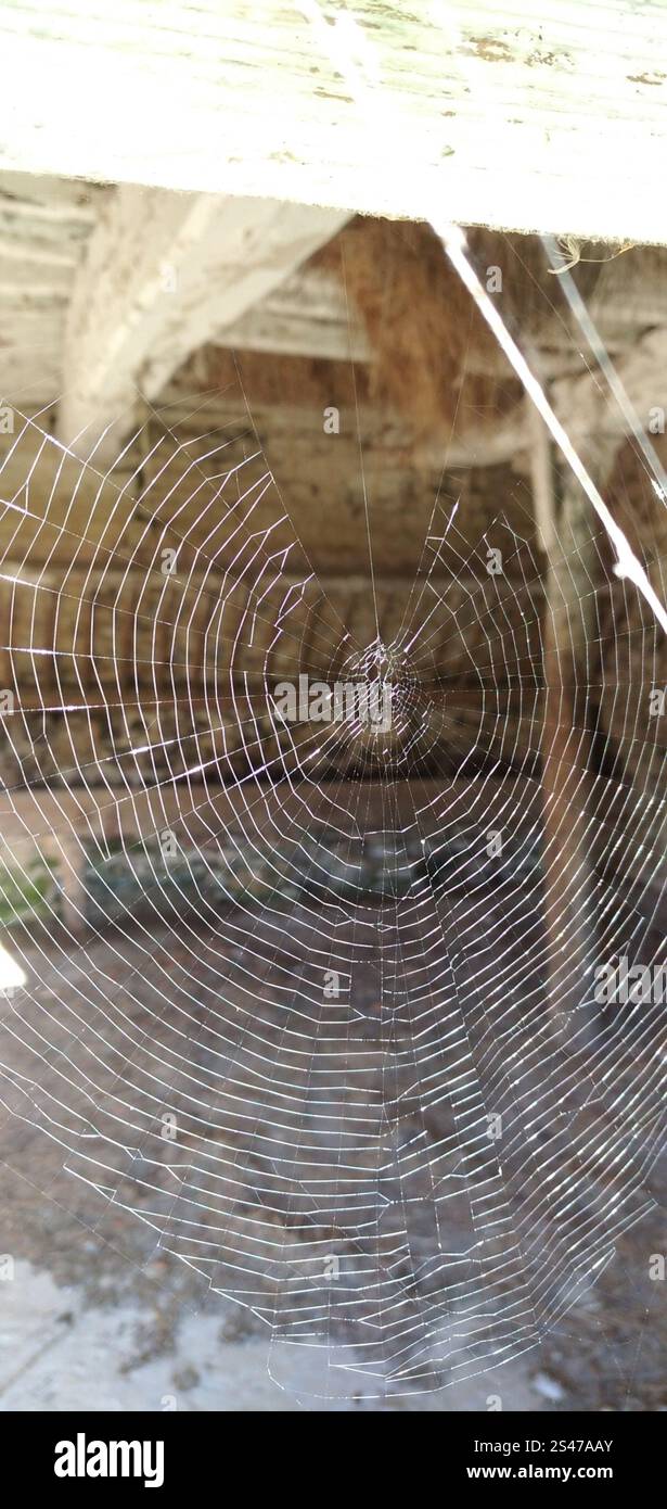 Silver-sided Sector Spider (Zygiella x-notata Stock Photo - Alamy