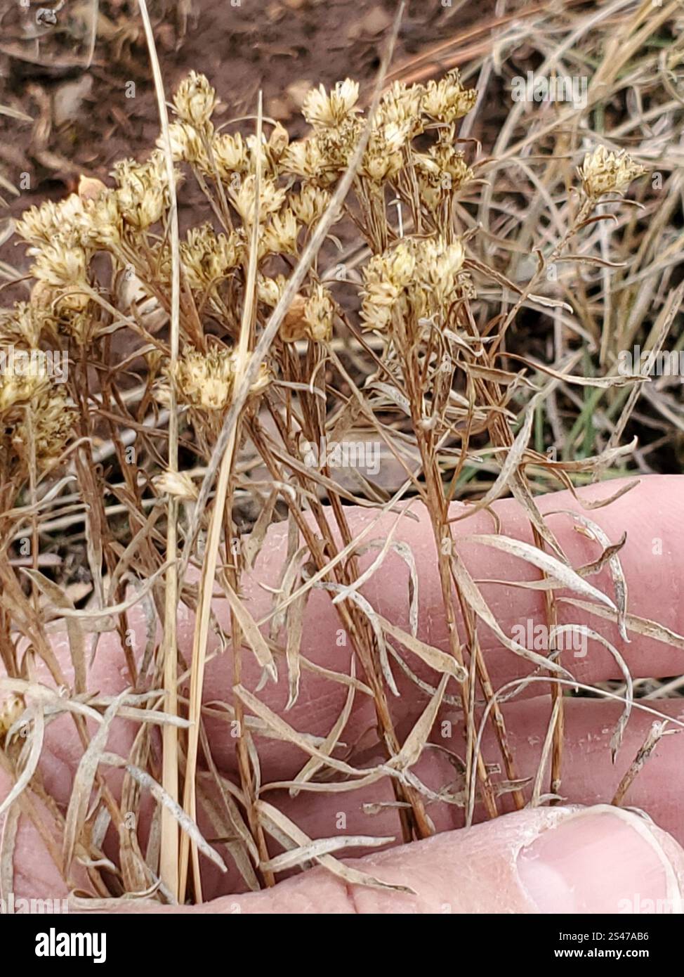 Broom Snakeweed (Gutierrezia sarothrae Stock Photo - Alamy