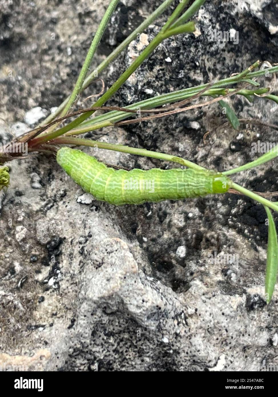 Plusiine Looper Moths (Plusiinae Stock Photo - Alamy