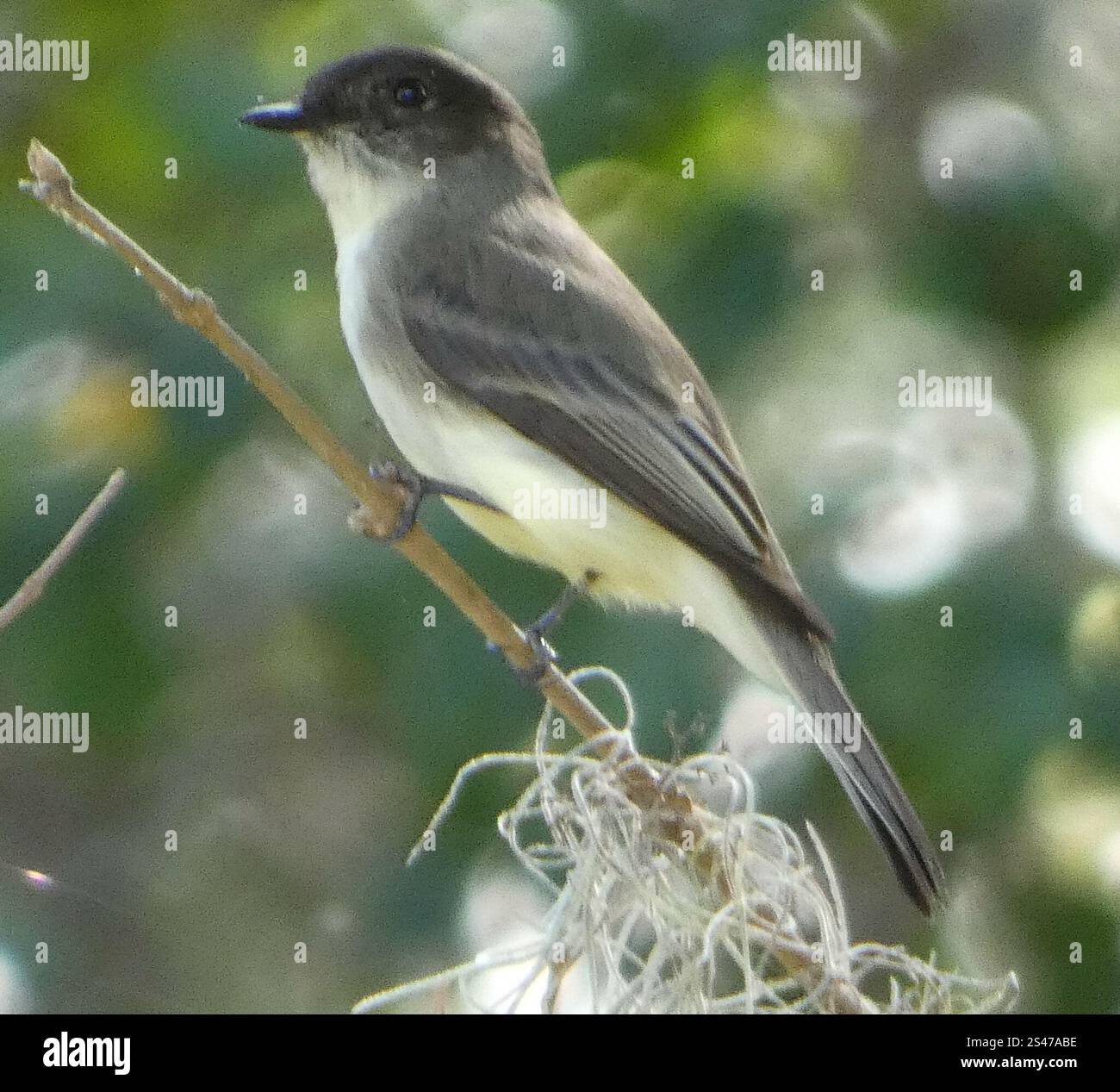 Eastern Phoebe (Sayornis phoebe Stock Photo - Alamy