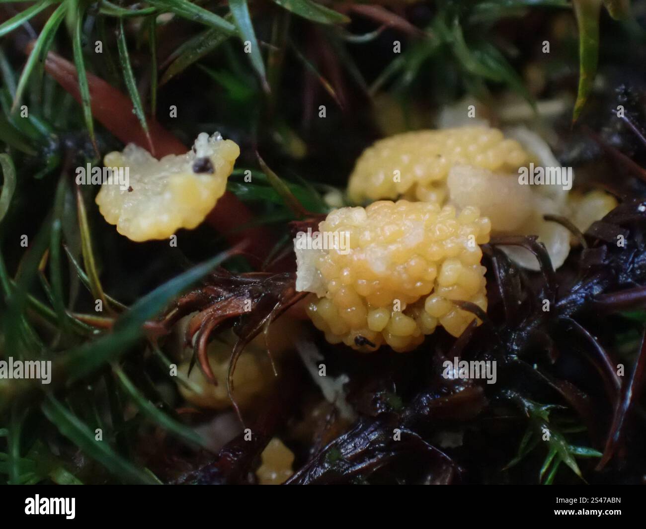 slime molds (Mycetozoa Stock Photo - Alamy