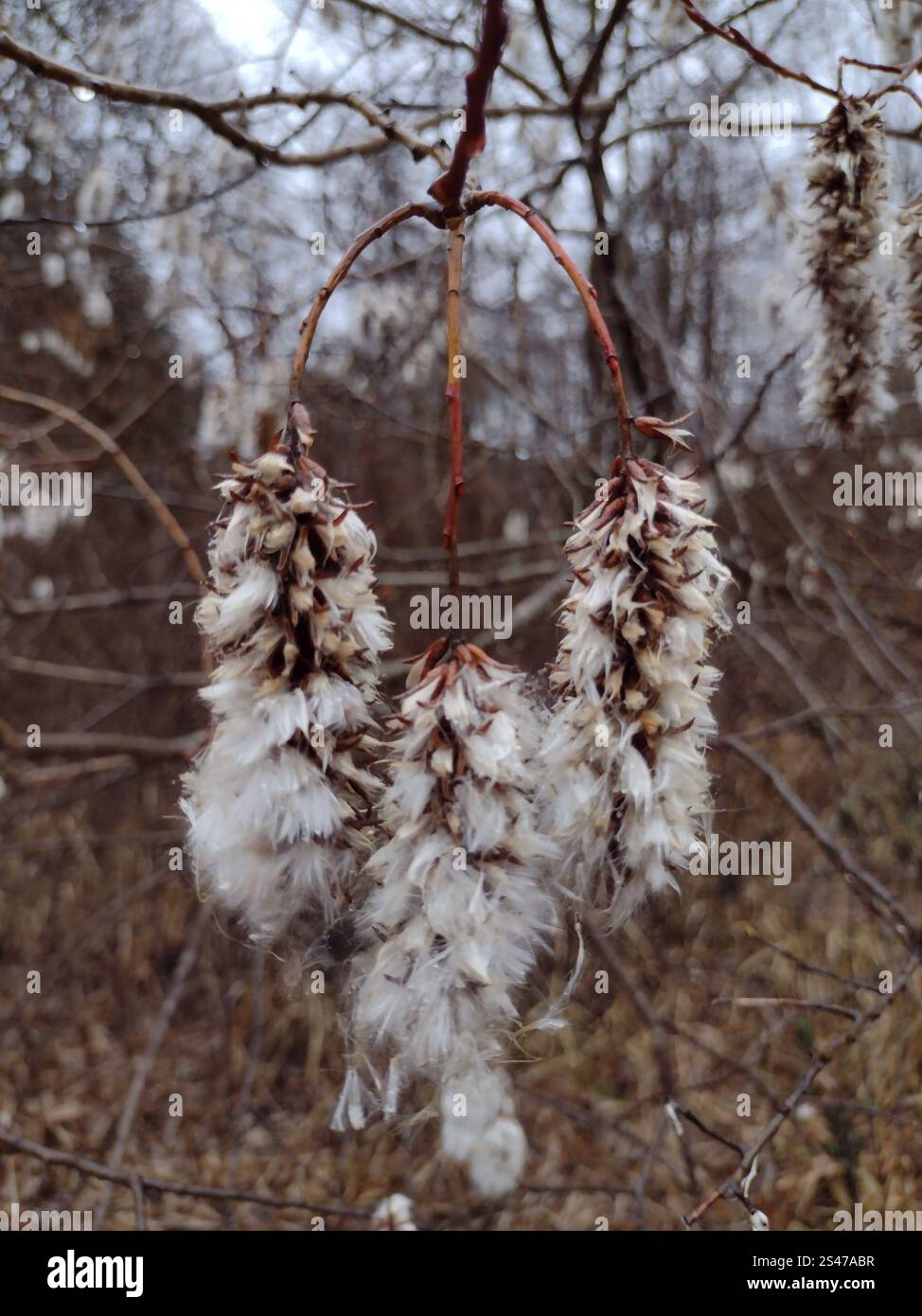 willow family (Salicaceae Stock Photo - Alamy