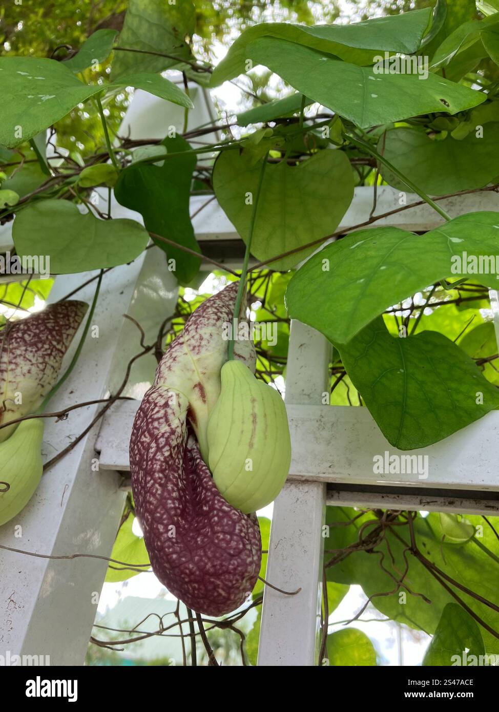 Calico-flower (Aristolochia littoralis Stock Photo - Alamy