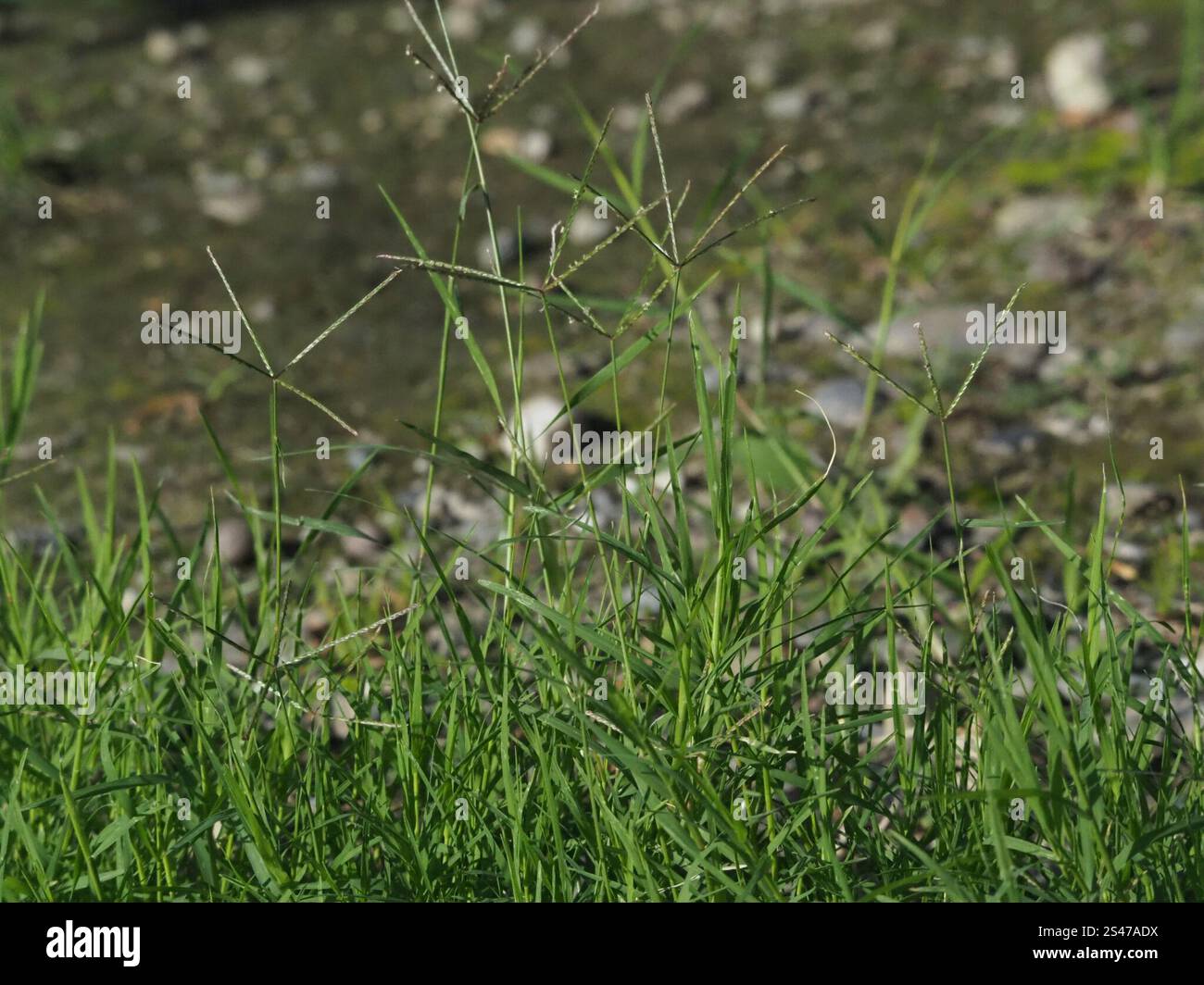Bermuda grass (Cynodon dactylon Stock Photo - Alamy