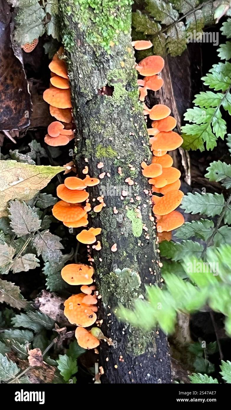 orange pore fungus (Favolaschia claudopus Stock Photo - Alamy
