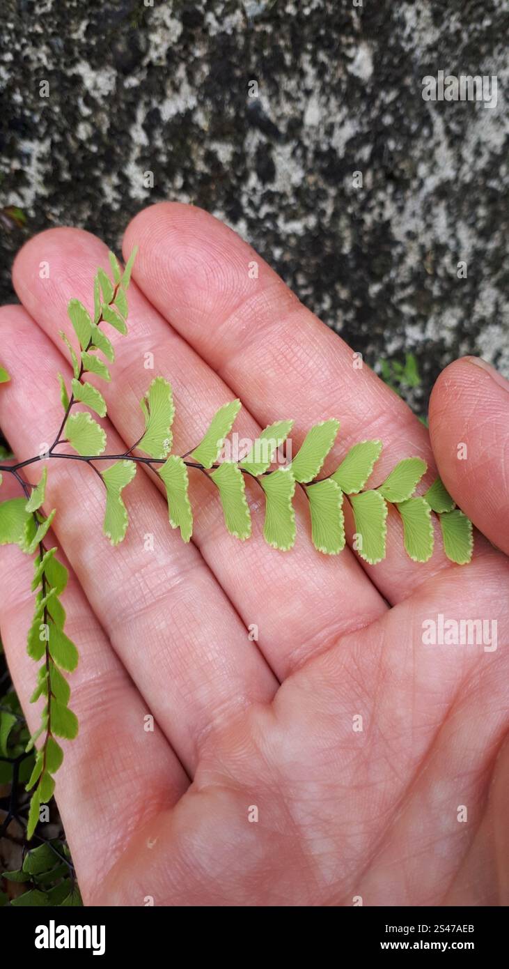 Cunningham's maidenhair (Adiantum cunninghamii Stock Photo - Alamy