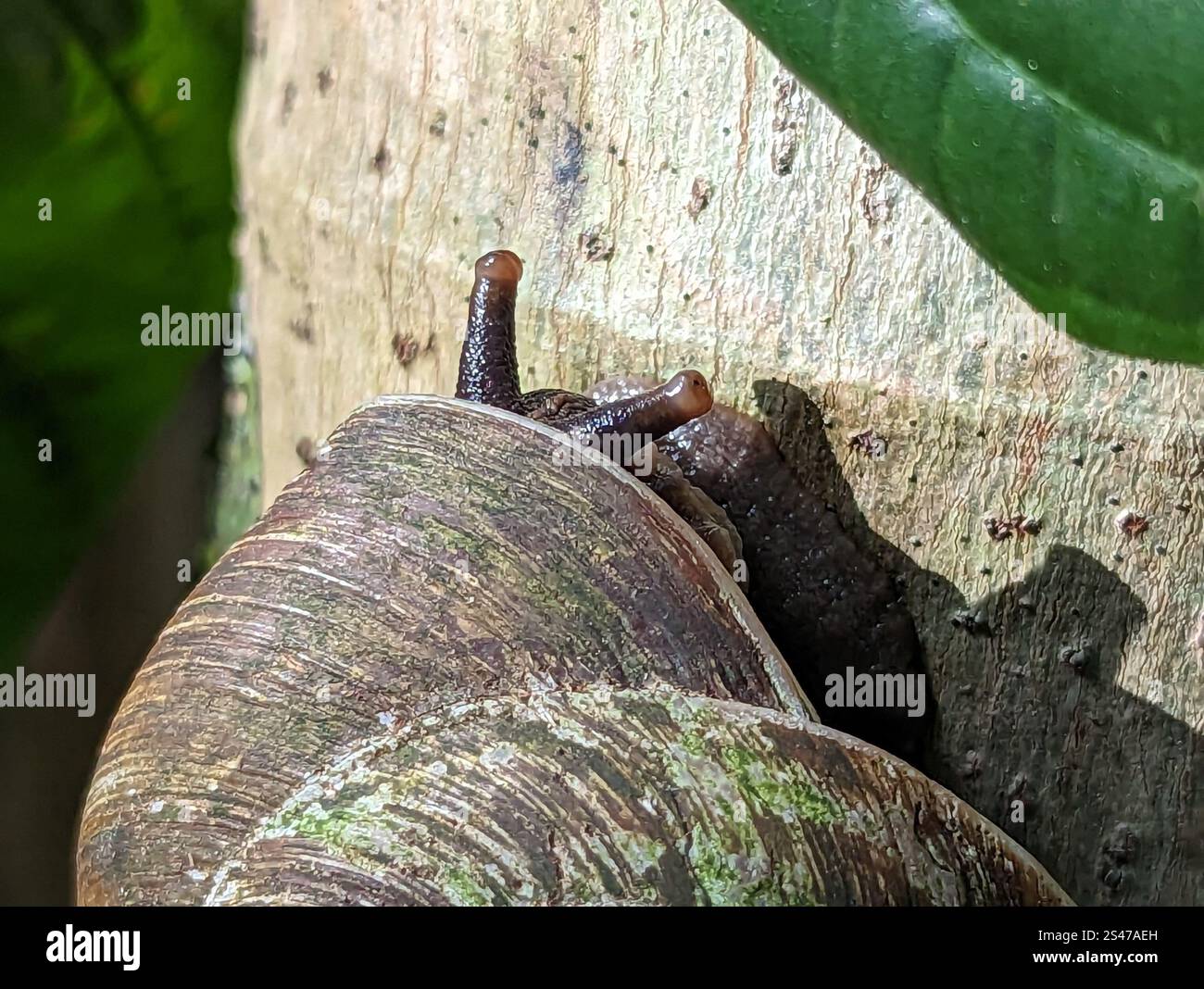 Puerto Rican Tree Snail (Caracolus caracolla Stock Photo - Alamy