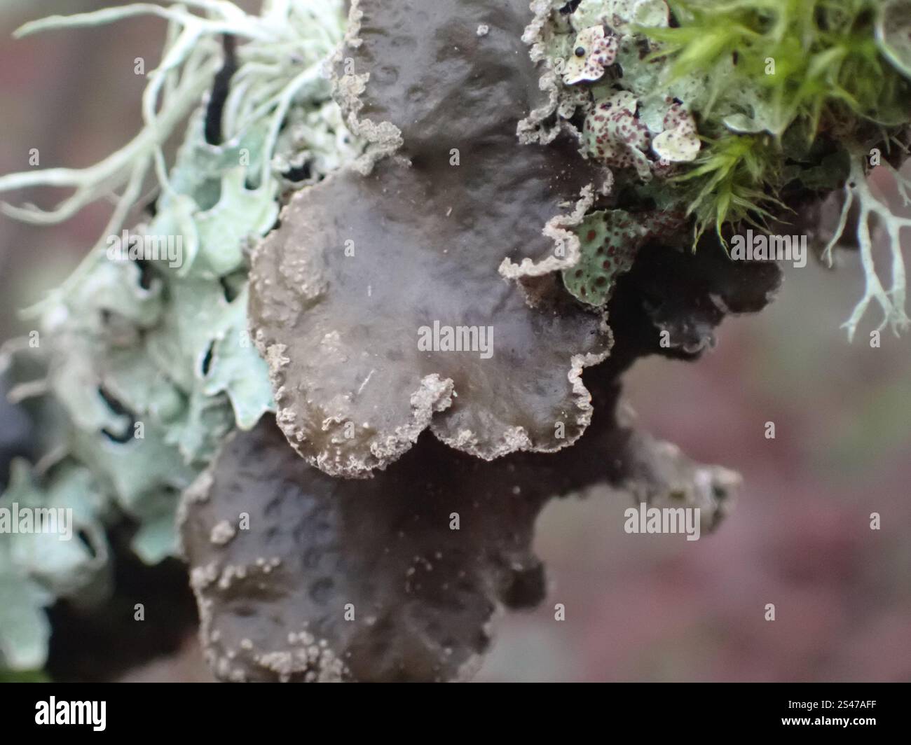 Powdered Moon Lichen (Sticta limbata Stock Photo - Alamy