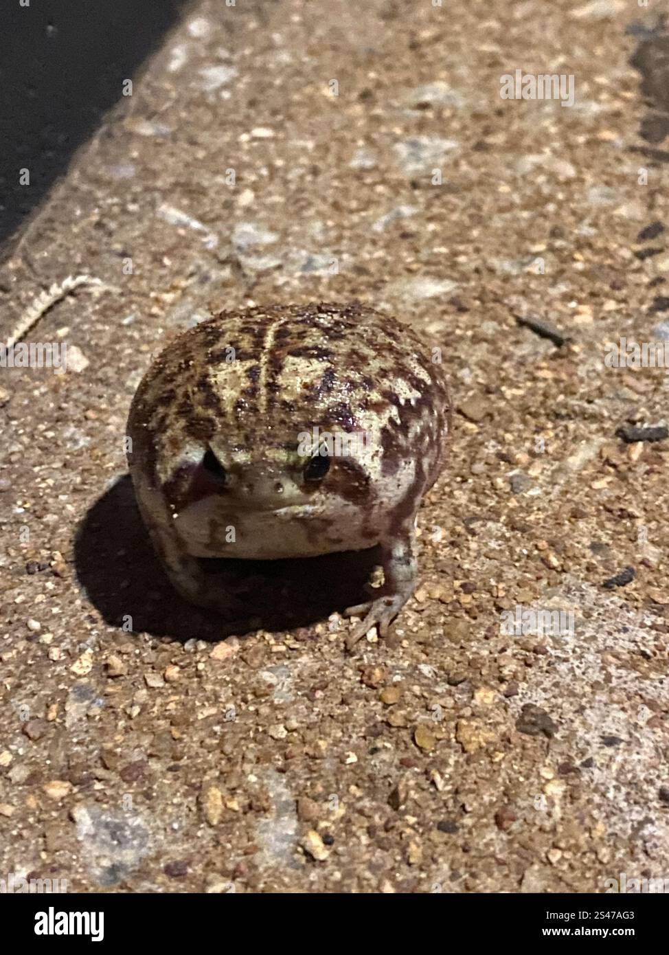 Common Rain Frog (Breviceps adspersus Stock Photo - Alamy