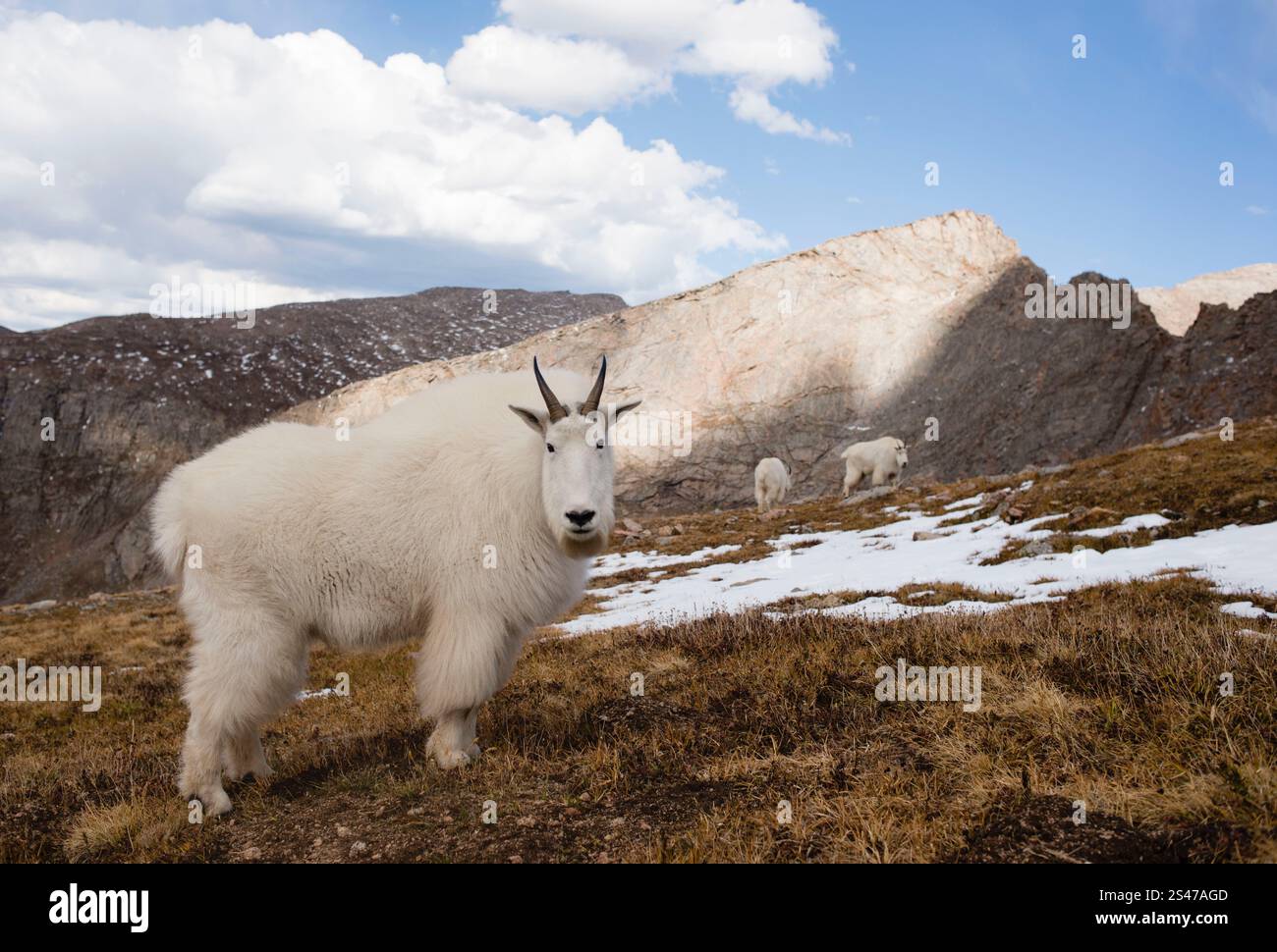 Mountain goats at the top of Mount Bierstadt, a 14,065-foot-high ...