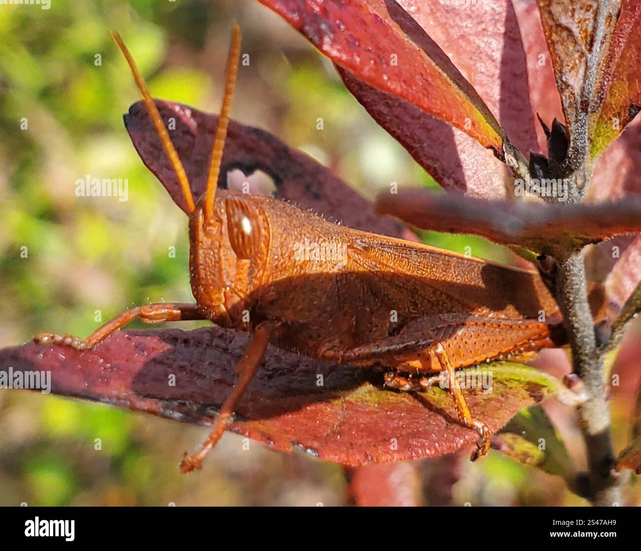 Mischievous Bird Grasshopper (Schistocerca damnifica Stock Photo - Alamy