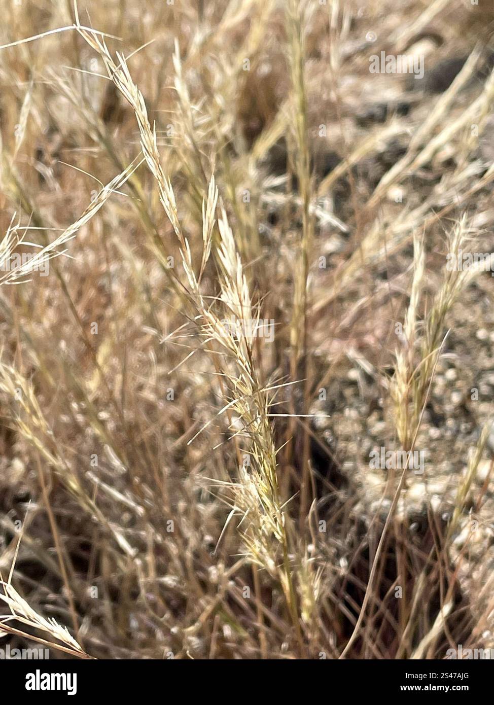 Desert Needlegrass (Pappostipa speciosa Stock Photo - Alamy