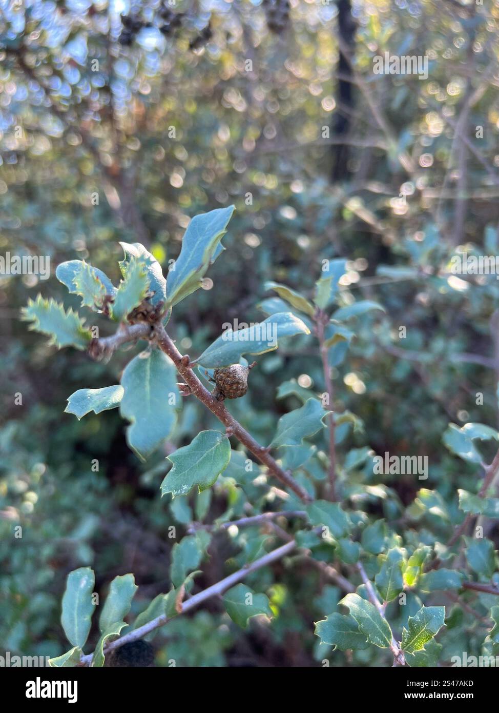 California scrub oak (Quercus berberidifolia Stock Photo - Alamy