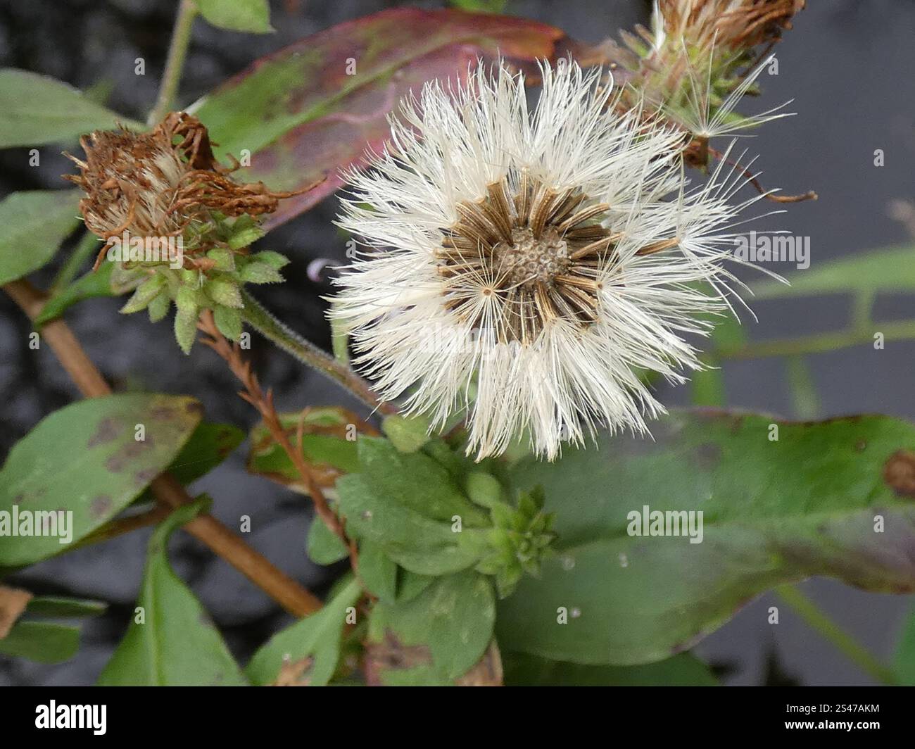 Climbing Aster (Ampelaster carolinianus Stock Photo - Alamy
