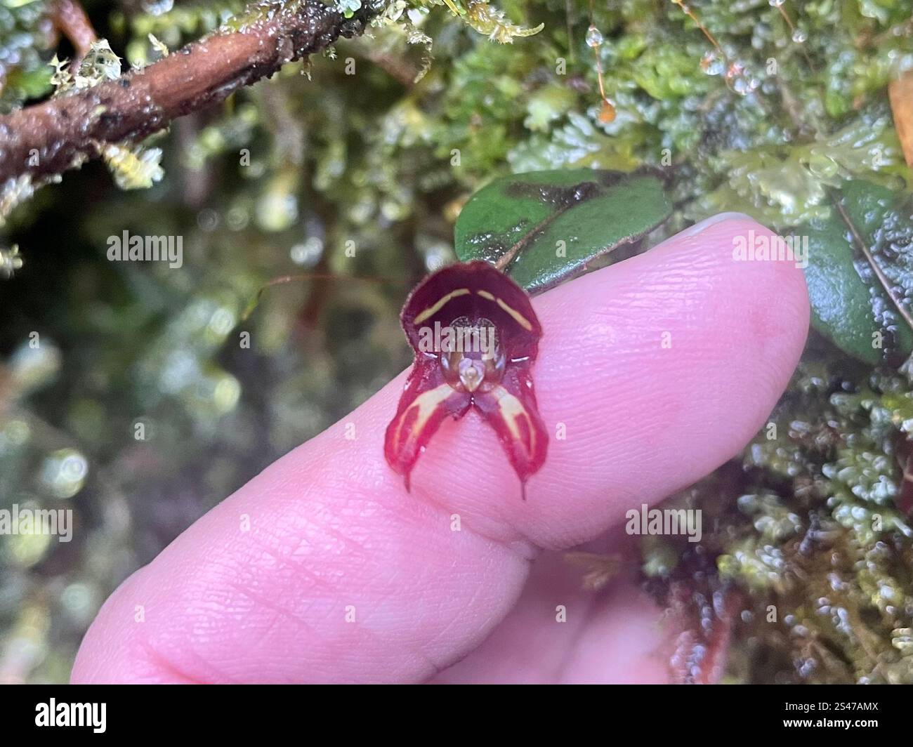 The Caruncle Bearing Lepanthes (Lepanthes carunculigera Stock Photo - Alamy