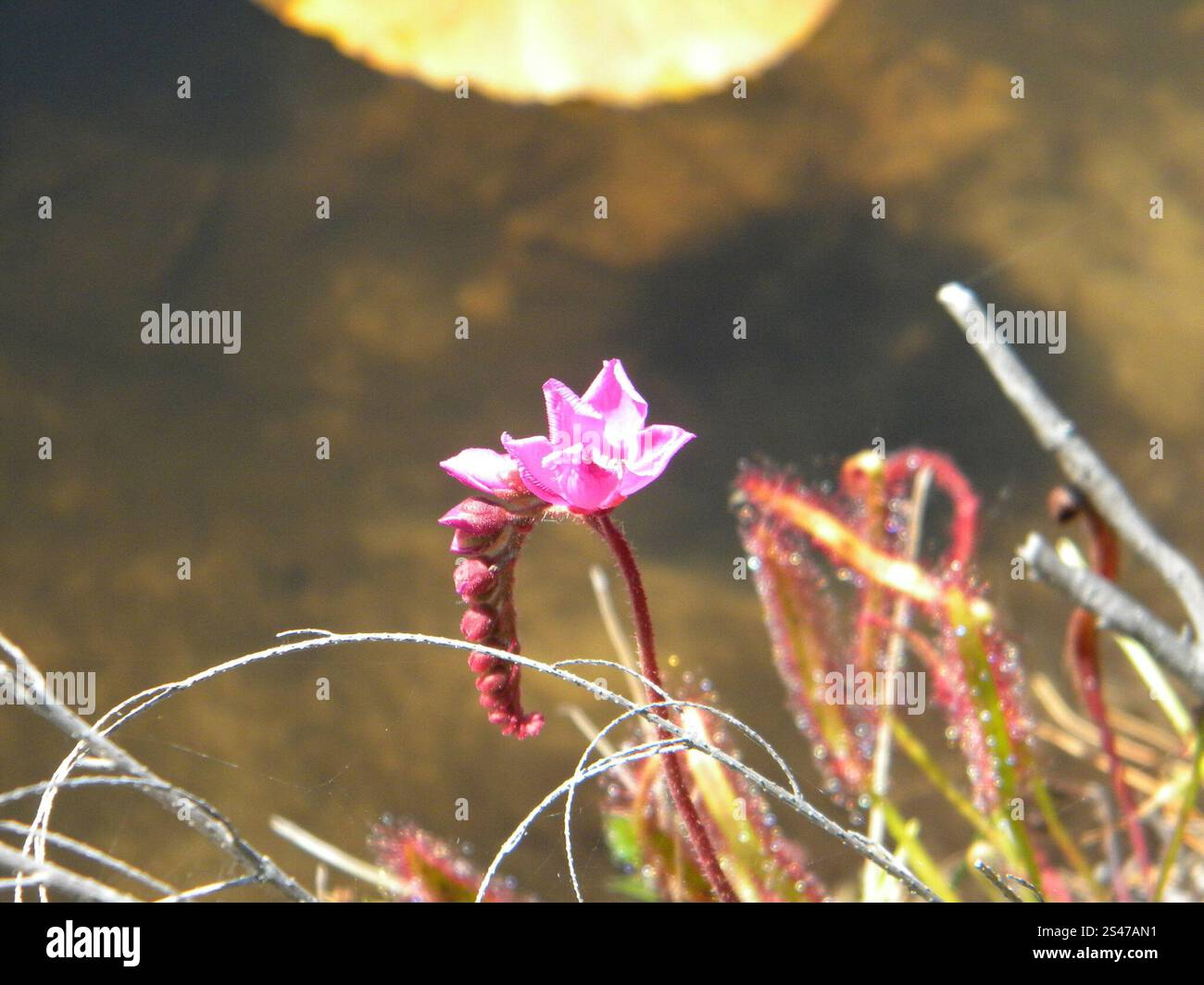 Cape Sundew (Drosera capensis Stock Photo - Alamy