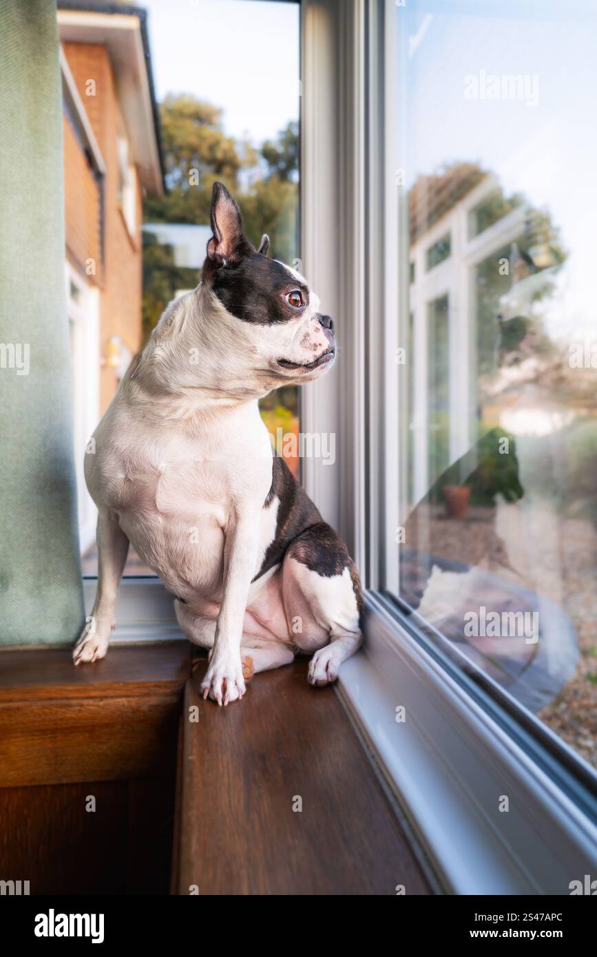 Female Boston Terrier dog with her head turned, sitting on a windowsill ...