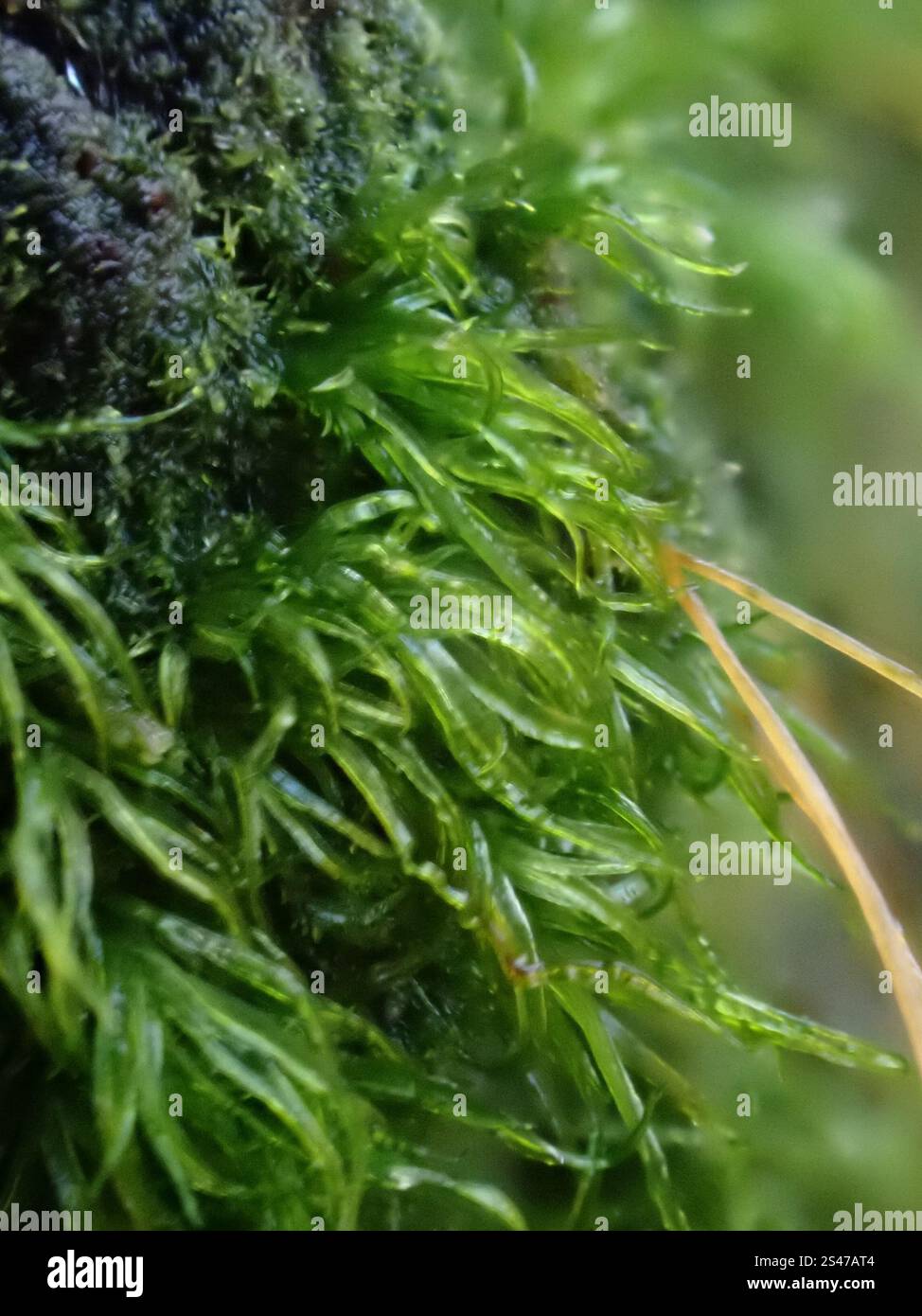 Cape Thread-moss (Orthodontium lineare Stock Photo - Alamy