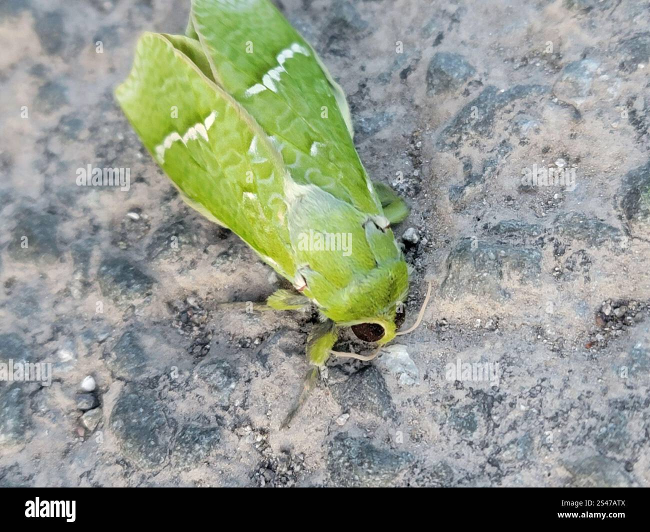 Pūriri moth (Aenetus virescens Stock Photo - Alamy