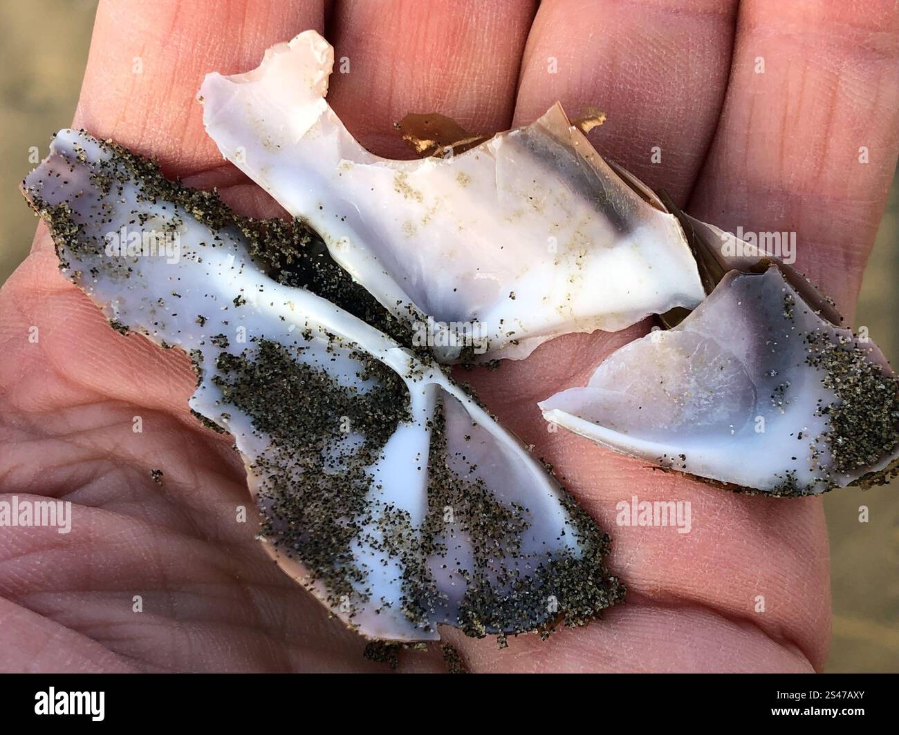 Pacific Razor Clam (Siliqua patula Stock Photo - Alamy