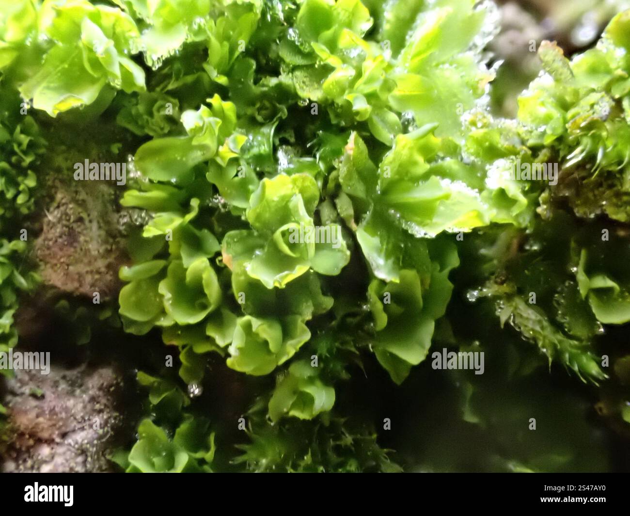 Water Screw-moss (Syntrichia latifolia Stock Photo - Alamy
