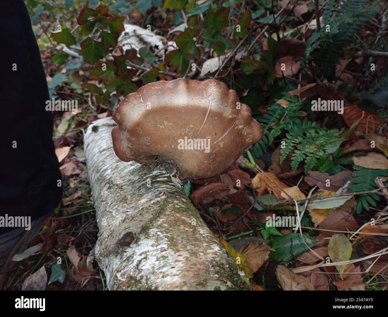 birch polypore (Fomitopsis betulina Stock Photo - Alamy