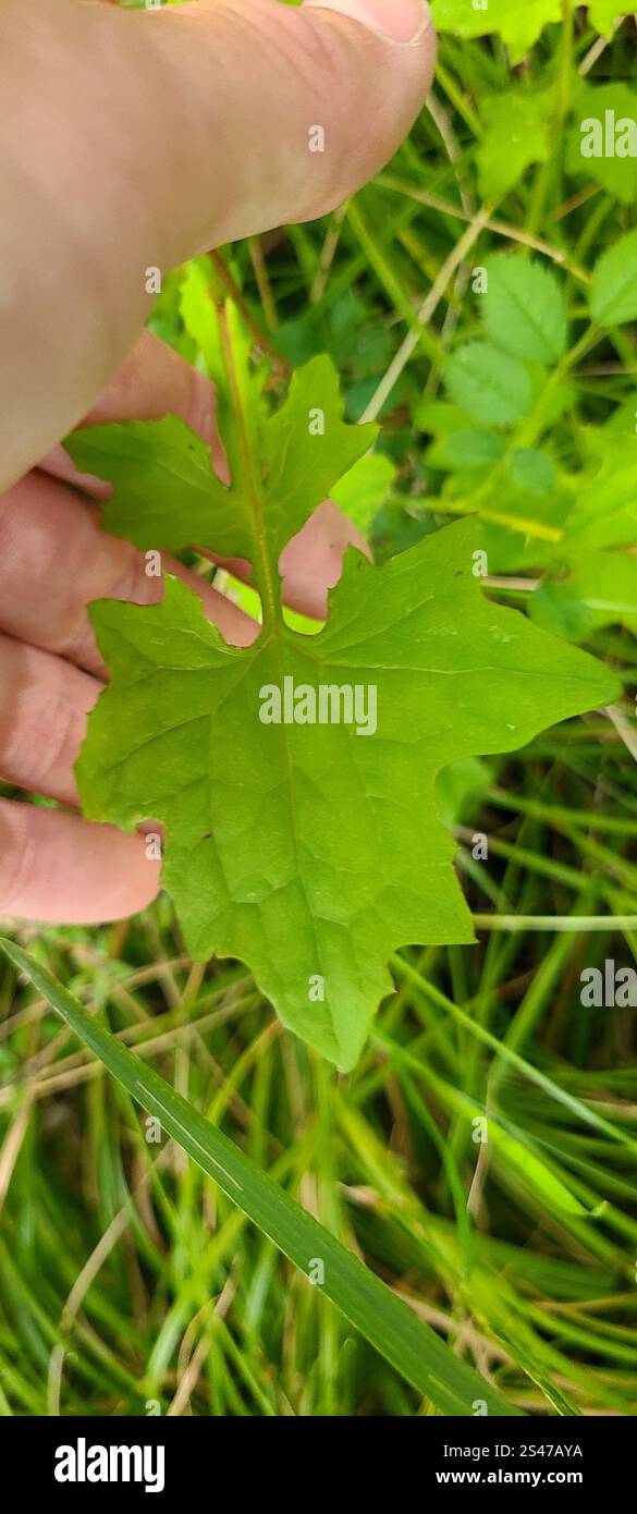 Wall Lettuce (Mycelis muralis Stock Photo - Alamy