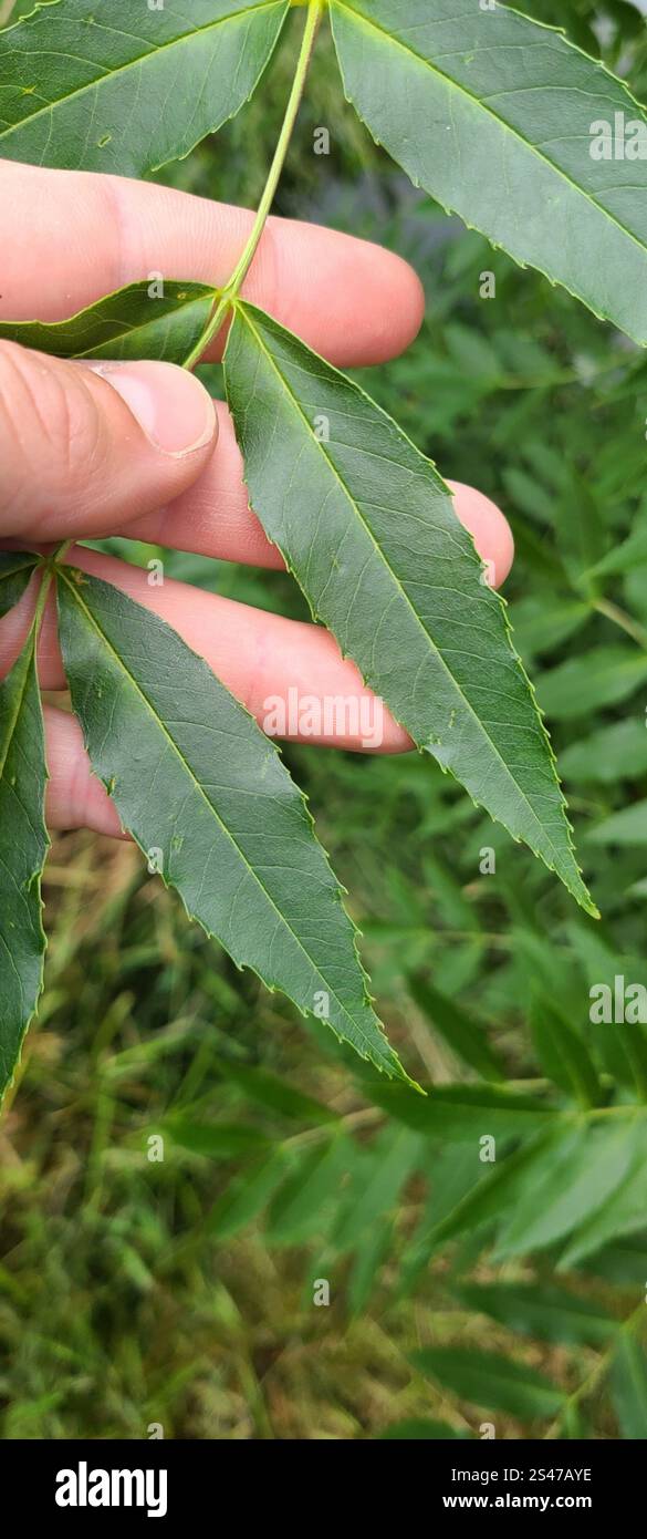 Narrow-leaved Ash (Fraxinus angustifolia Stock Photo - Alamy