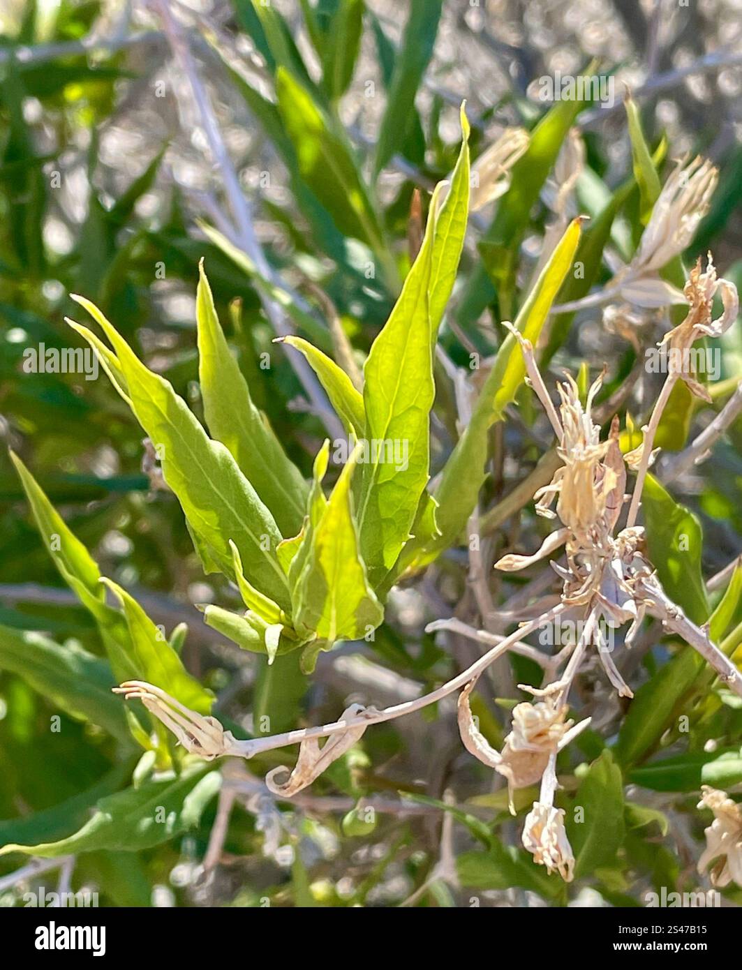 American threefold (Trixis californica Stock Photo - Alamy