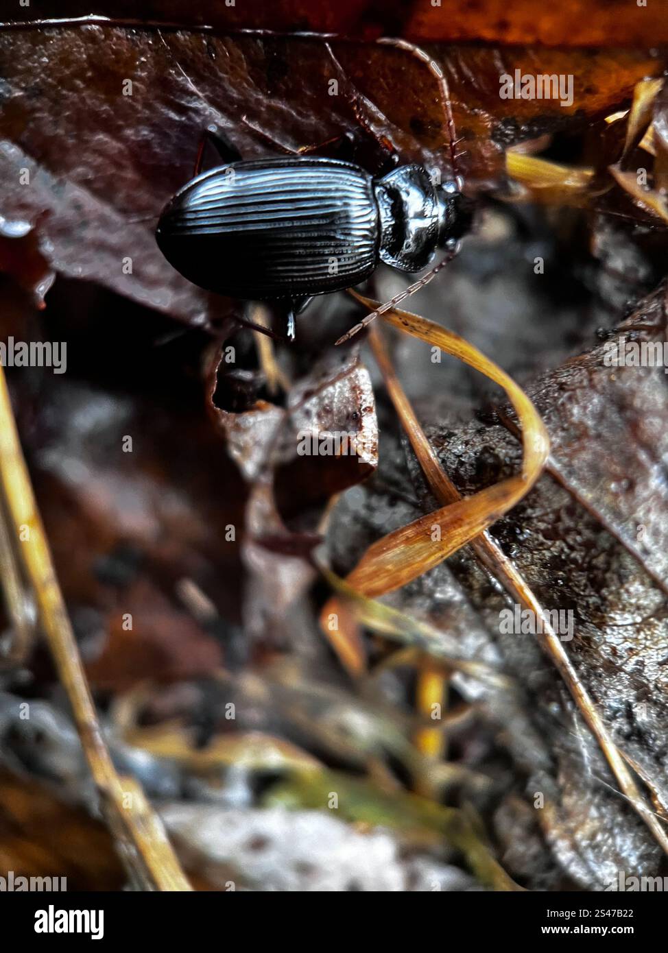 European Gazelle Beetle (Nebria brevicollis Stock Photo - Alamy