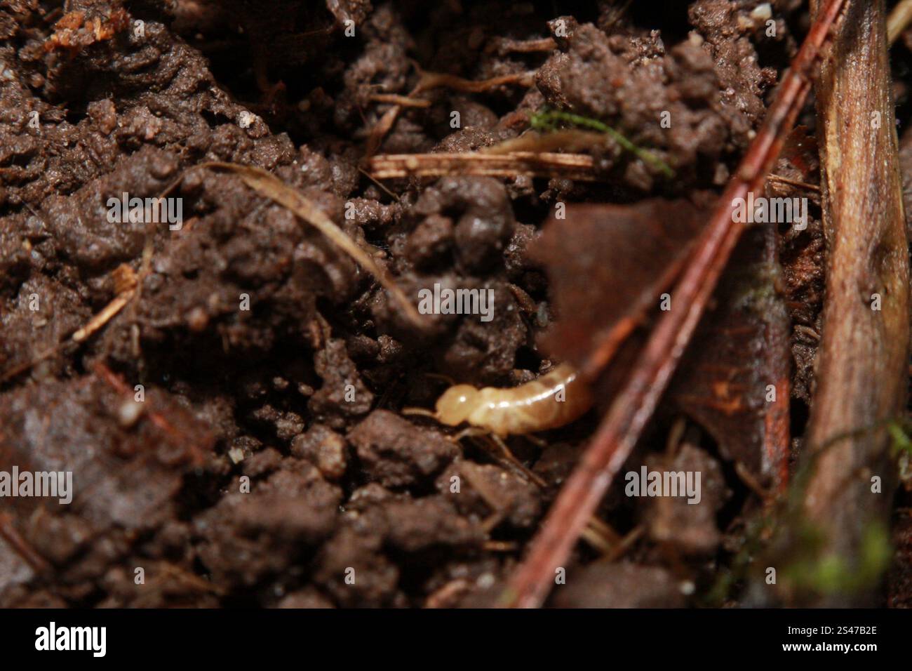 Drywood Termites (Kalotermitidae Stock Photo - Alamy