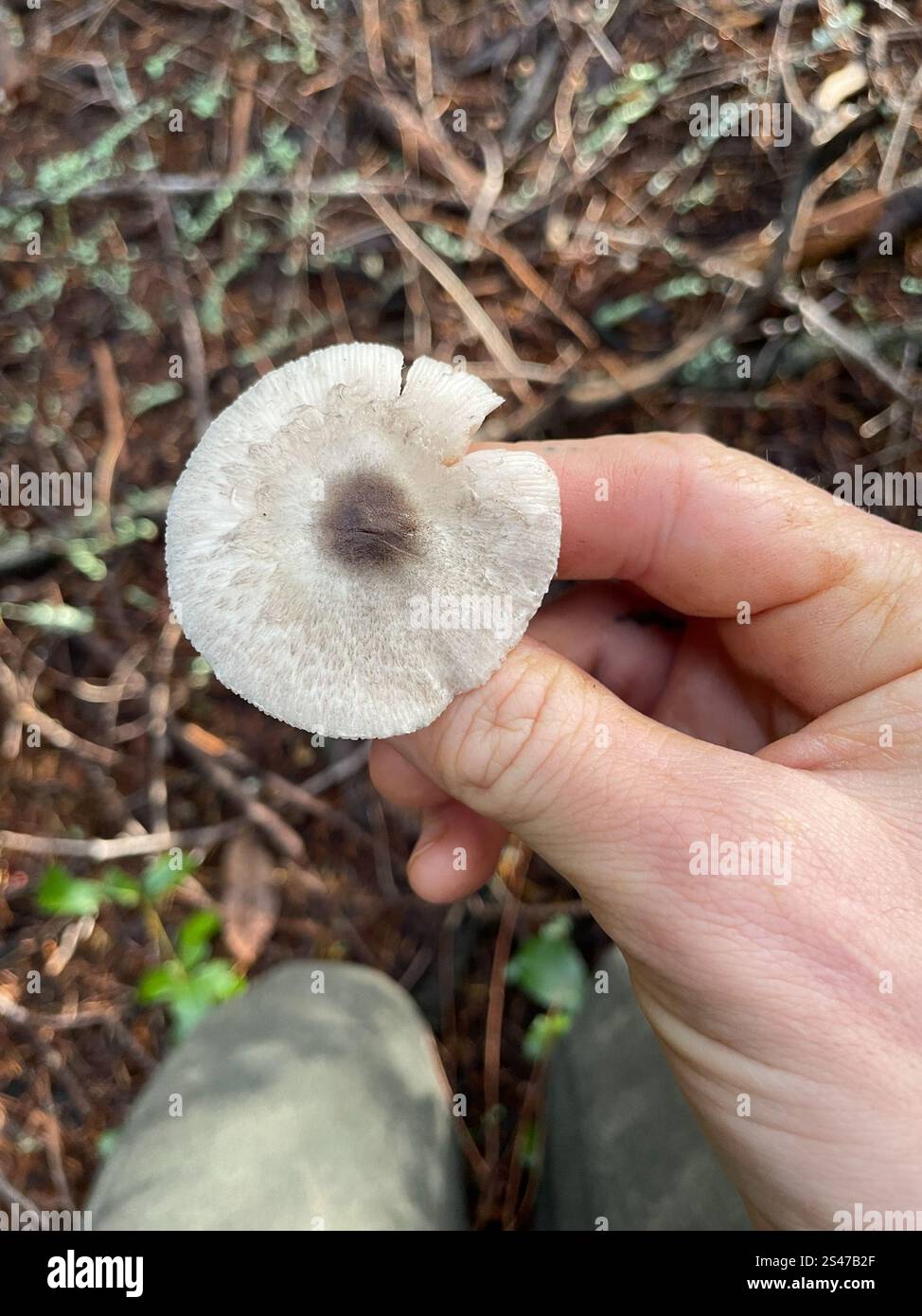 Dark Dapperling (Lepiota atrodisca Stock Photo - Alamy