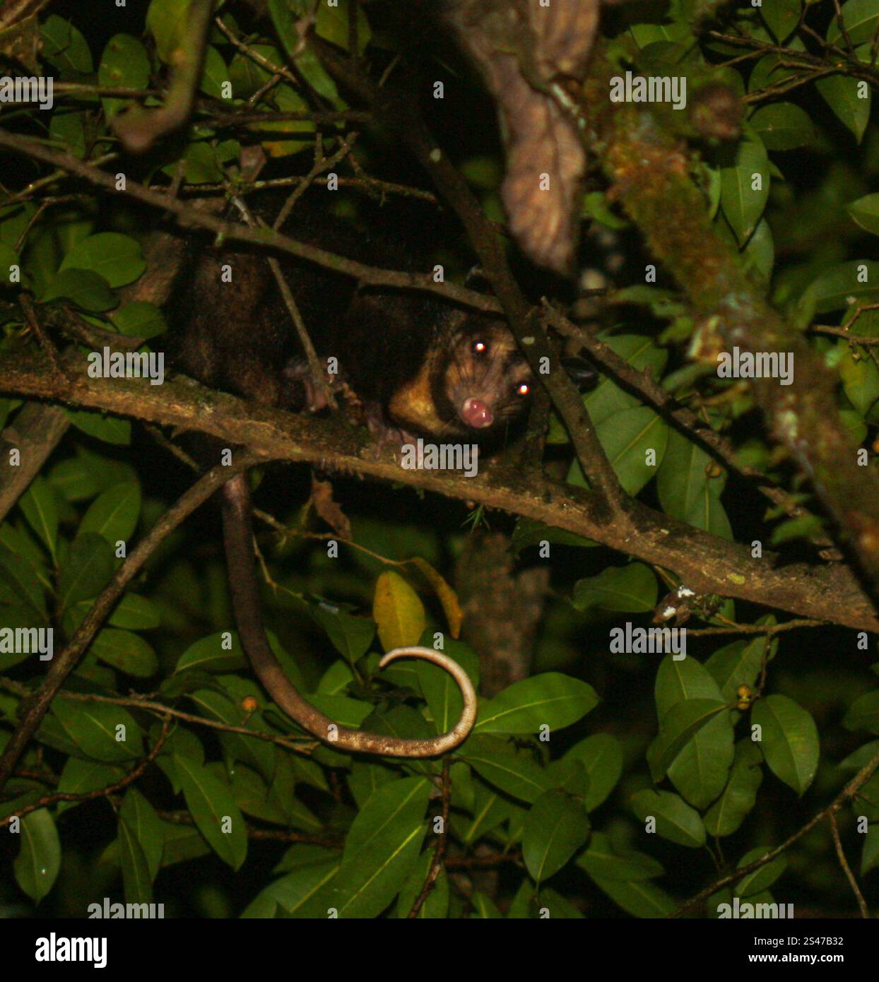 Southern Opossum (Didelphis marsupialis Stock Photo - Alamy