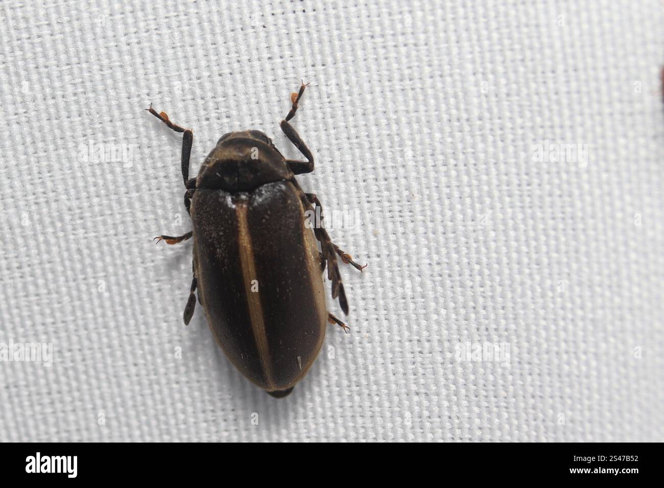 Toe-winged Beetles (Ptilodactylidae Stock Photo - Alamy