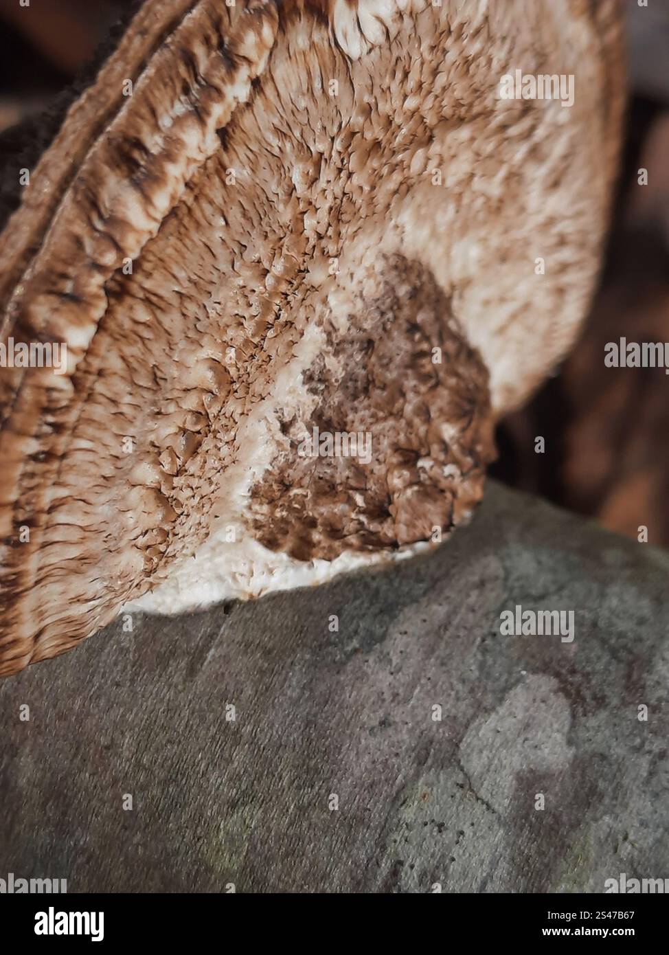 Thin-walled Maze Polypore (Daedaleopsis confragosa Stock Photo - Alamy