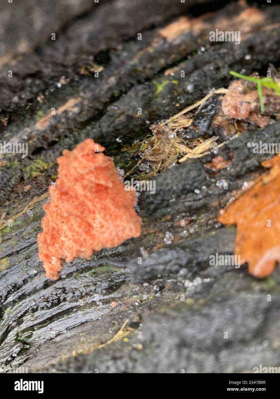Red Raspberry Slime Mold (Tubifera ferruginosa Stock Photo - Alamy