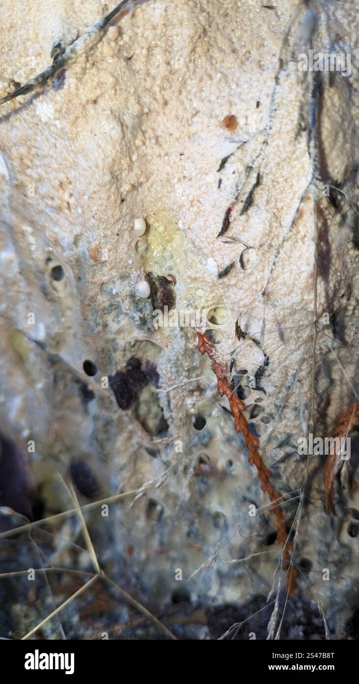 Tapioca Slime Mold (Brefeldia maxima Stock Photo - Alamy