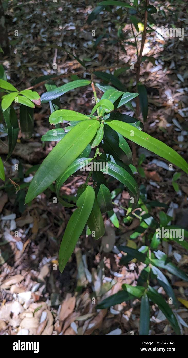 Plum Pine (Podocarpus elatus Stock Photo - Alamy