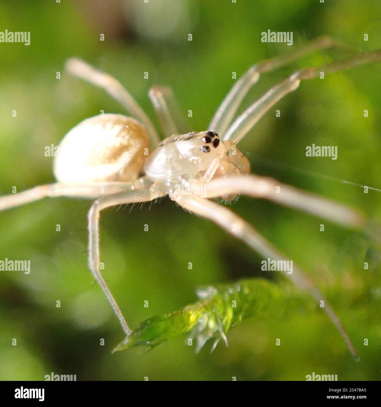 Sheetweb and Dwarf Weavers (Linyphiidae Stock Photo - Alamy