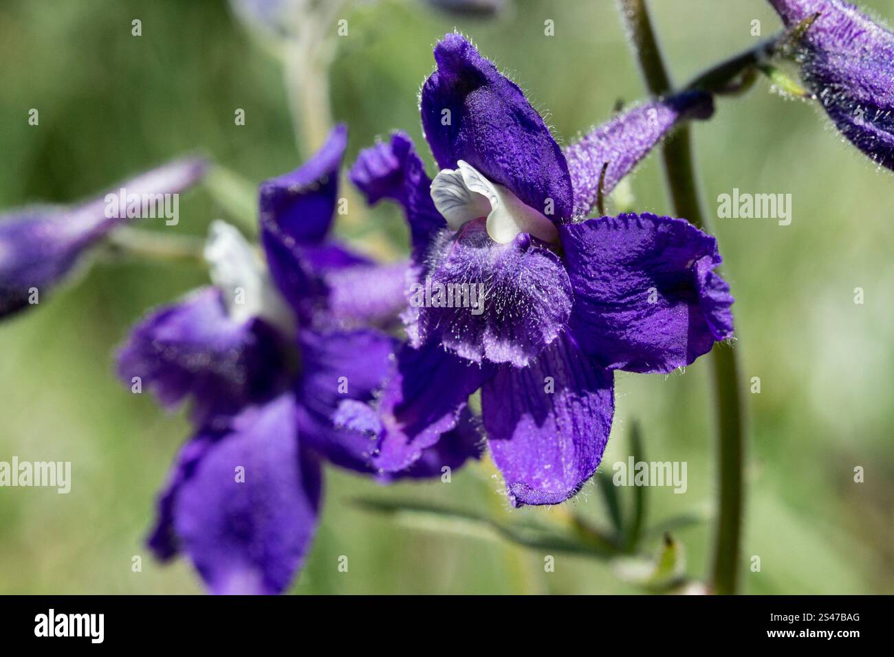Low Larkspur (Delphinium bicolor Stock Photo - Alamy