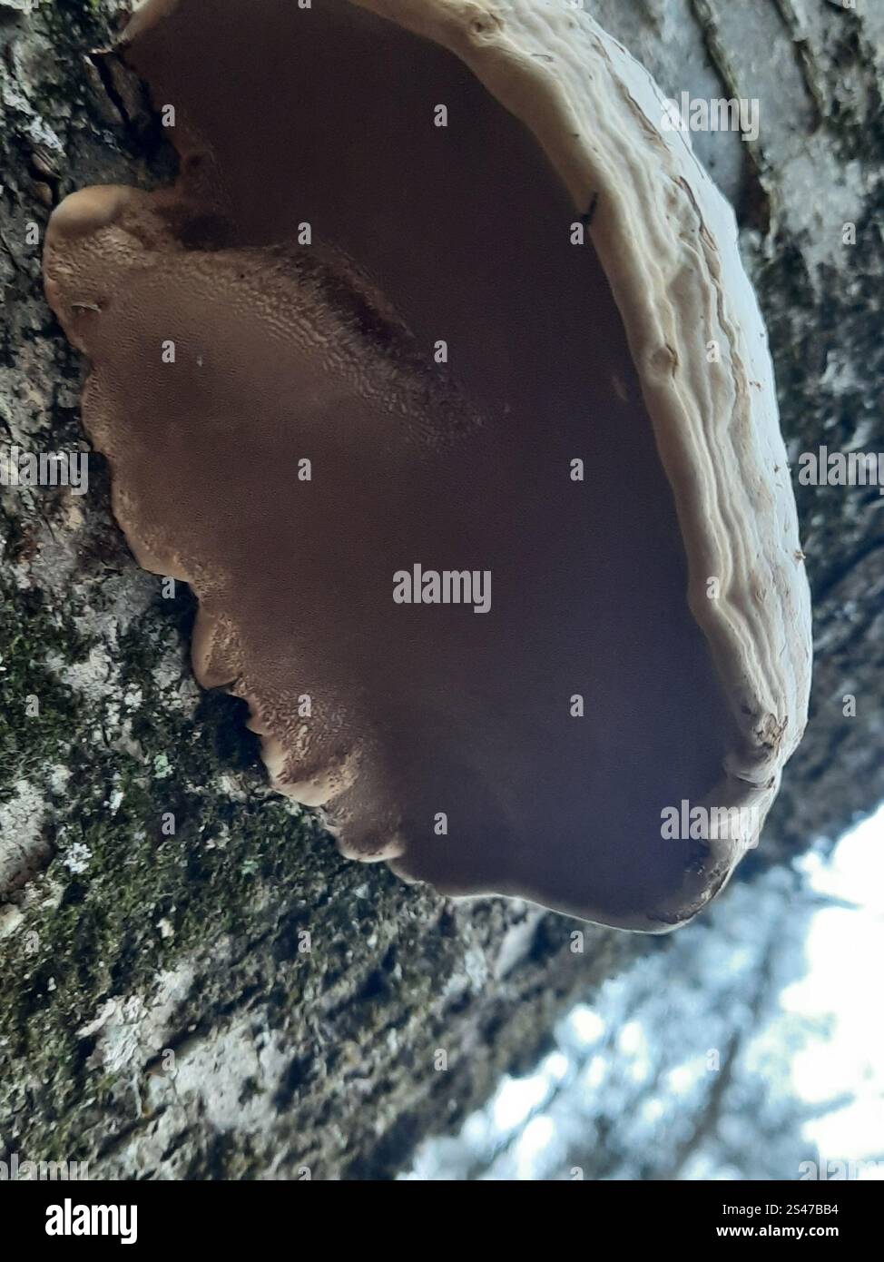 Tinder Polypore (Fomes excavatus Stock Photo - Alamy