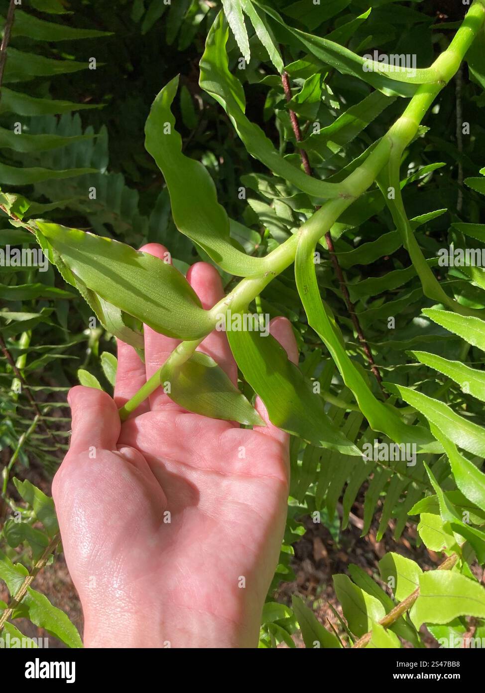 False Bromeliad Plant (Callisia fragrans Stock Photo - Alamy