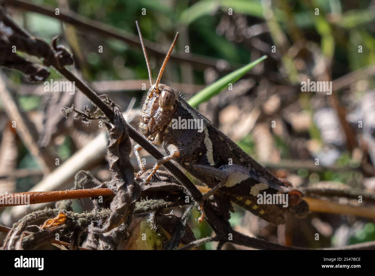 Rufous-legged Grasshopper (Xenocatantops humile Stock Photo - Alamy