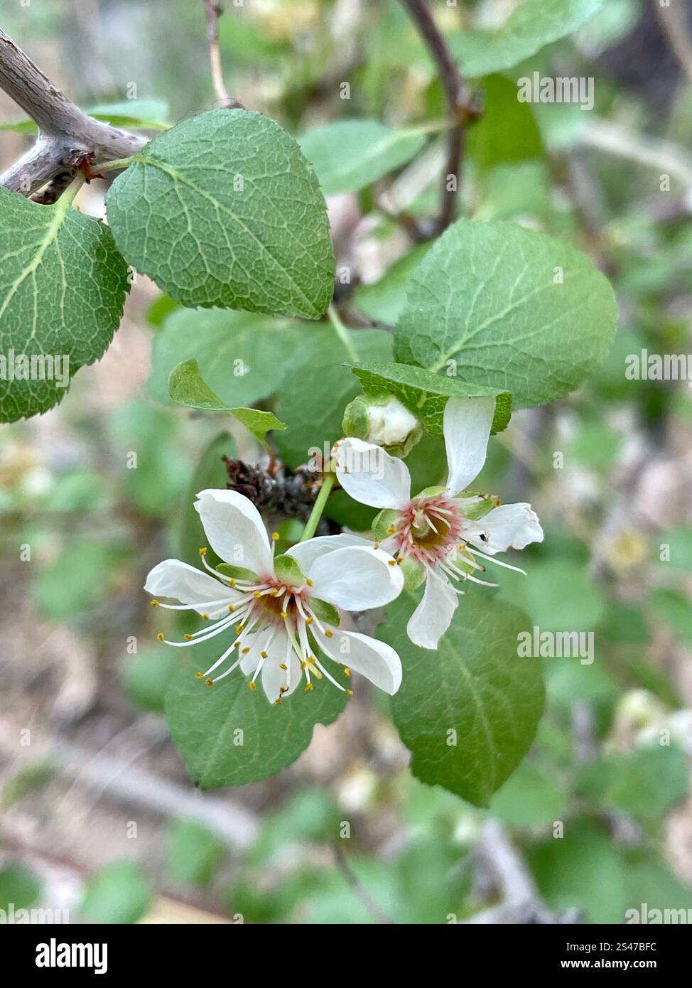 Desert Apricot (Prunus fremontii Stock Photo - Alamy
