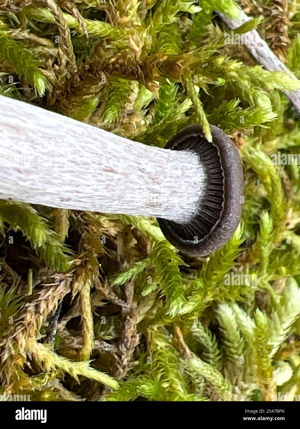 The Goblet (Pseudoclitocybe cyathiformis Stock Photo - Alamy