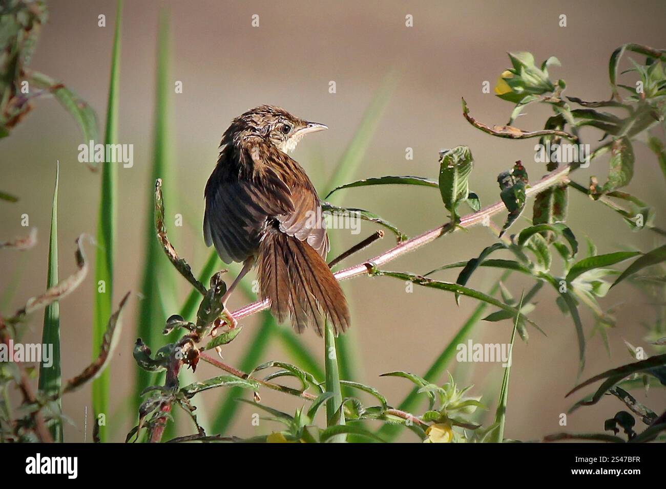 Tawny Grassbird (Cincloramphus timoriensis Stock Photo - Alamy