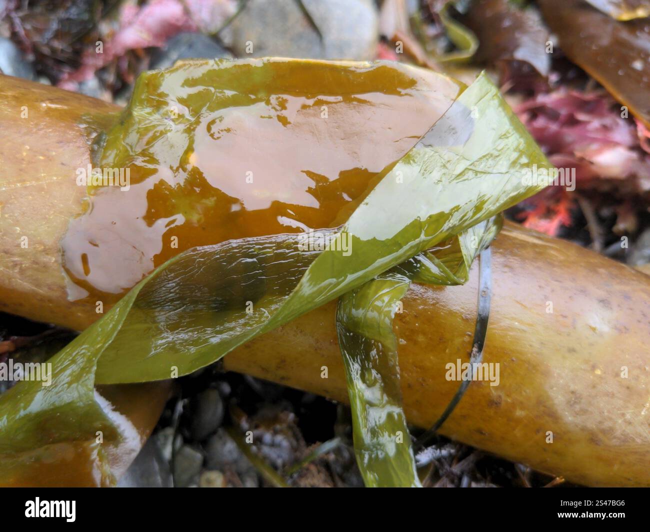 Ulvophycean green algae (Ulvophyceae Stock Photo - Alamy