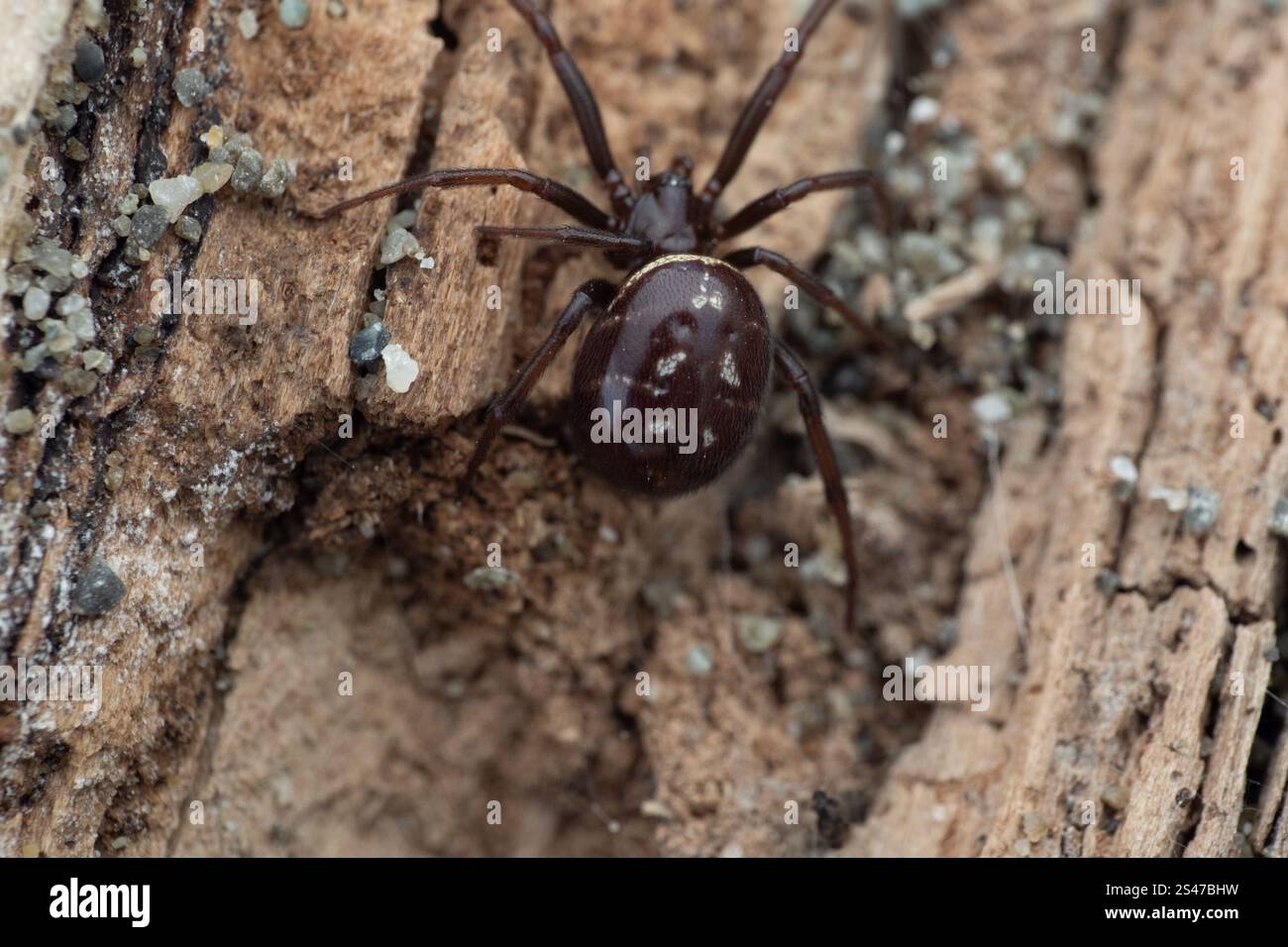 Black Cobweb Spider (Steatoda capensis Stock Photo - Alamy