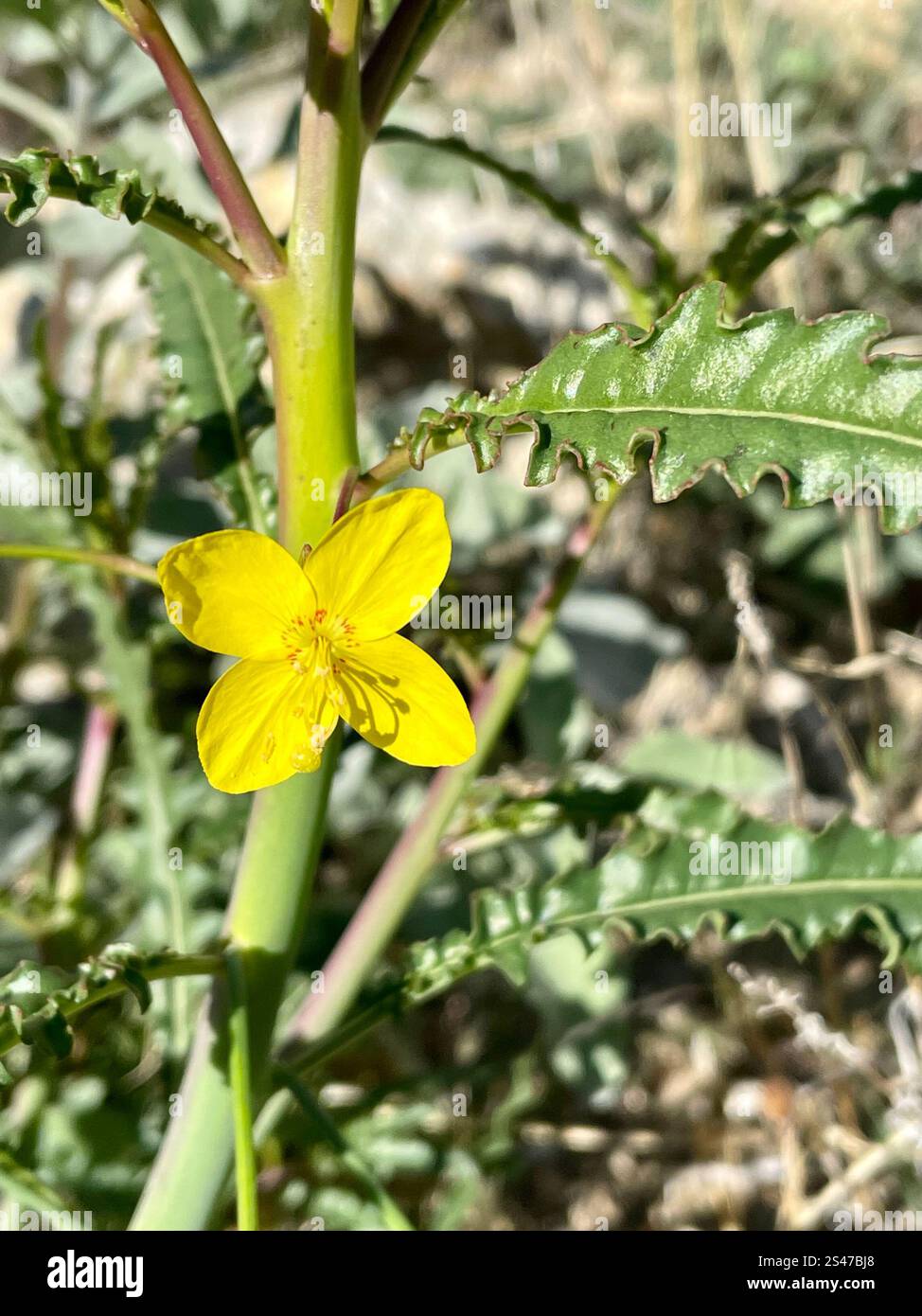 California primrose (Eulobus californicus Stock Photo - Alamy
